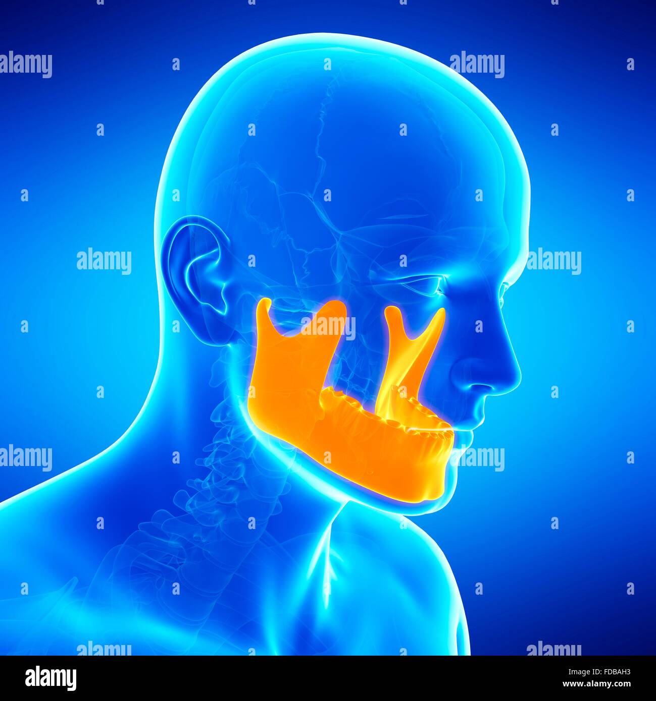 Human jaw bone hi-res stock photography and images - Alamy