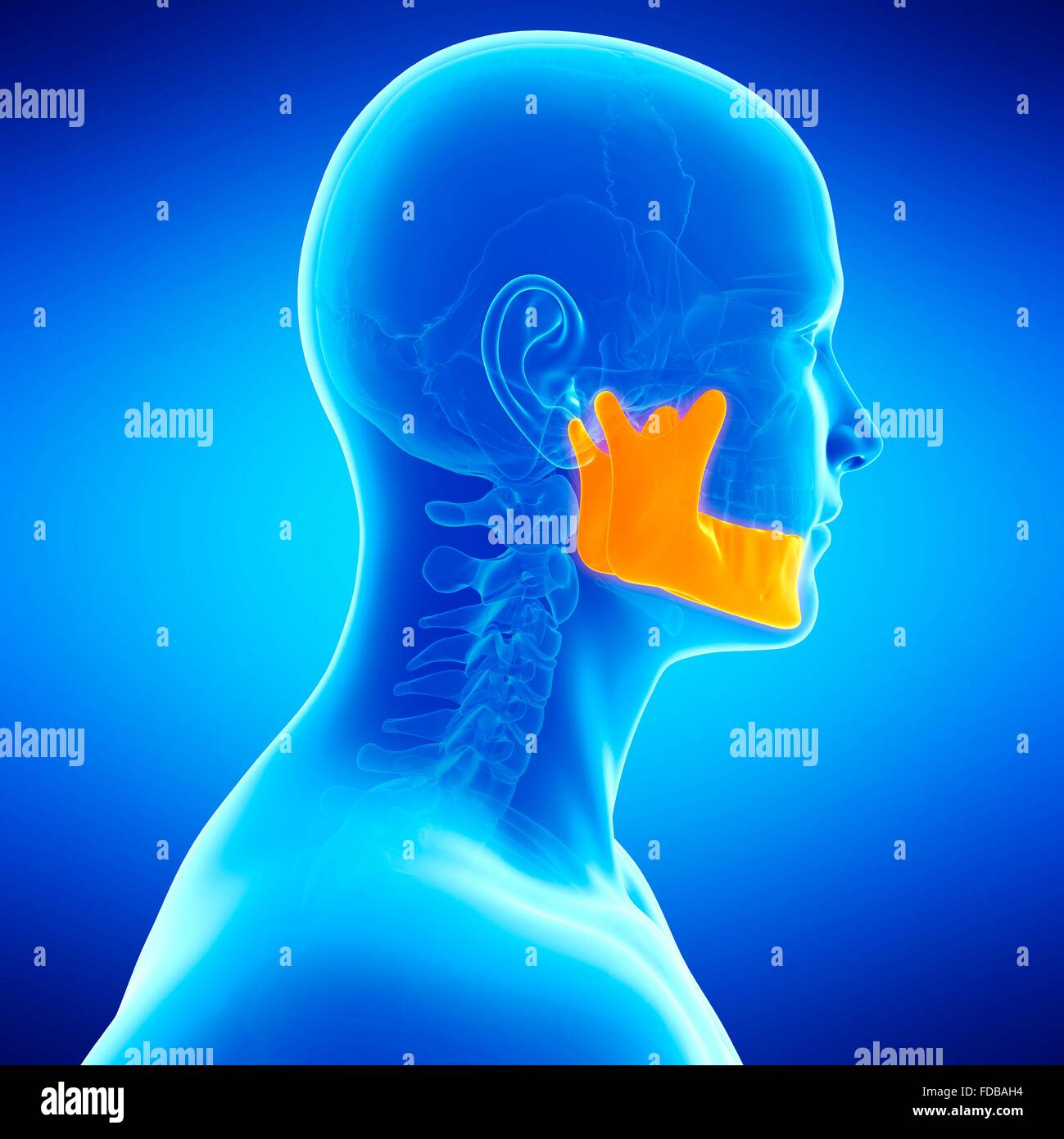 Human jaw bone hi-res stock photography and images - Alamy