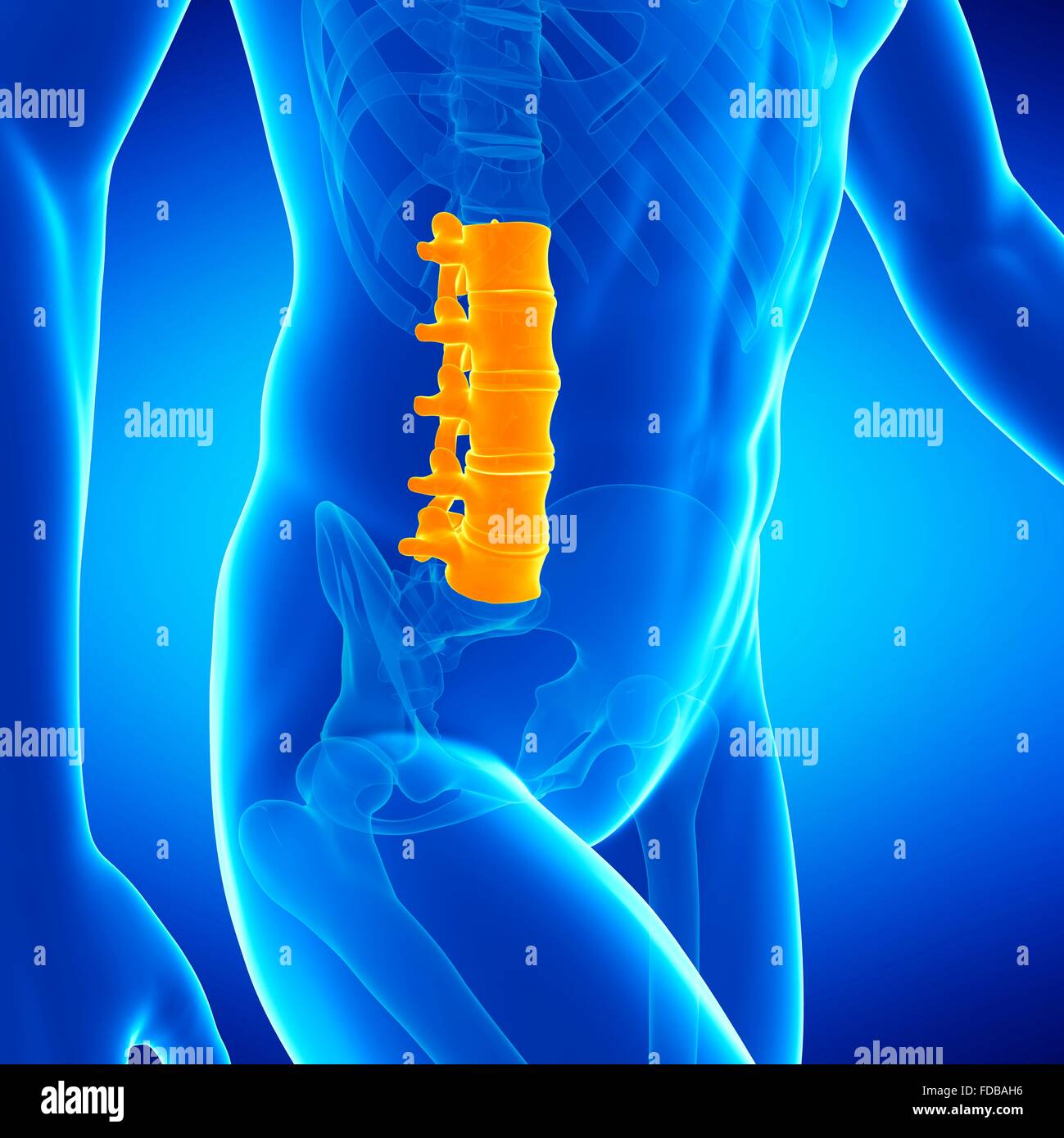 Human lumbar spine, illustration Stock Photo - Alamy
