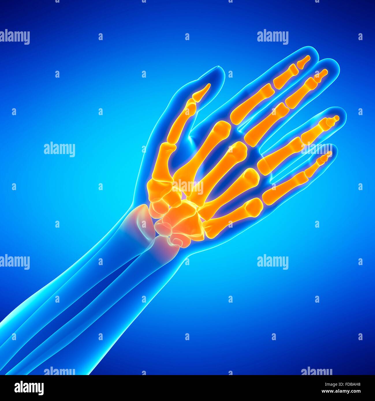 Human hand bones, illustration Stock Photo - Alamy