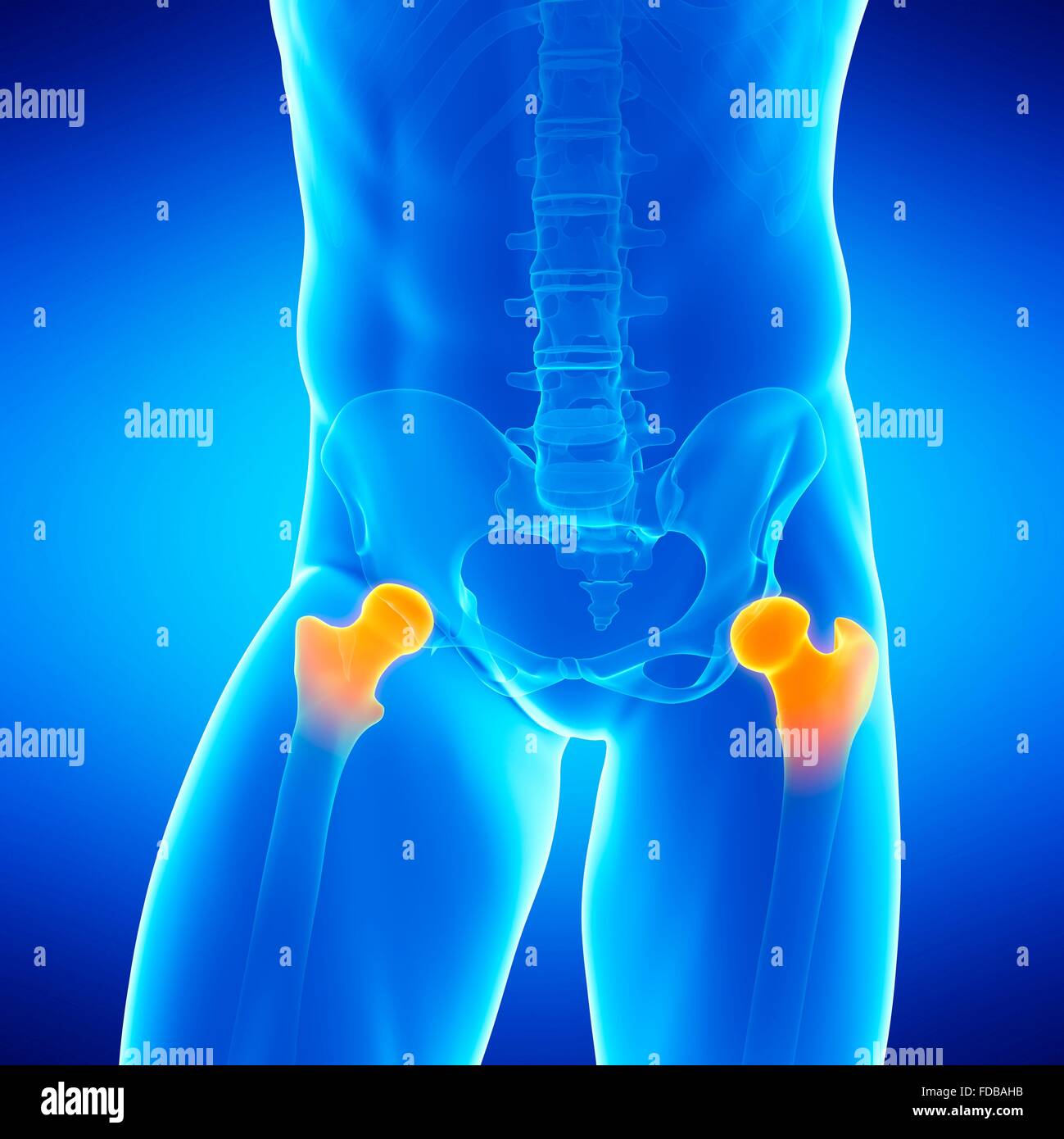 Human femur (thigh) bones, illustration Stock Photo - Alamy