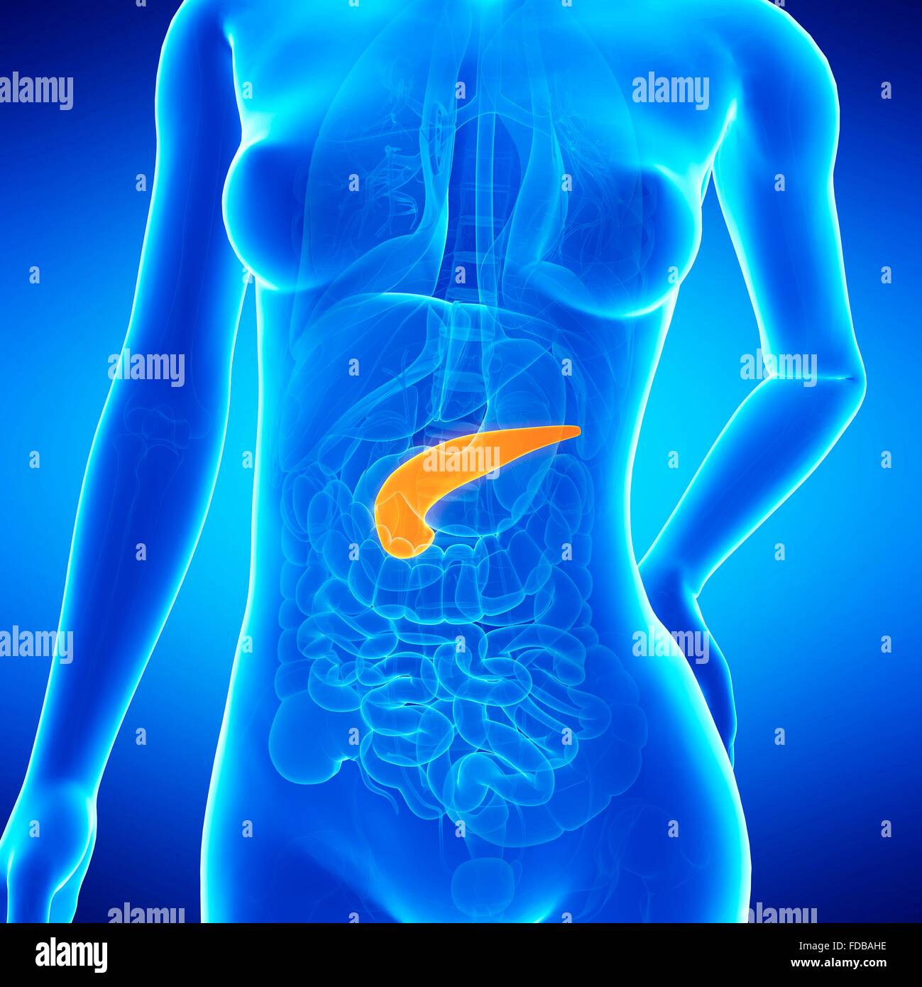 Female Pancreas High Resolution Stock Photography and Images - Alamy