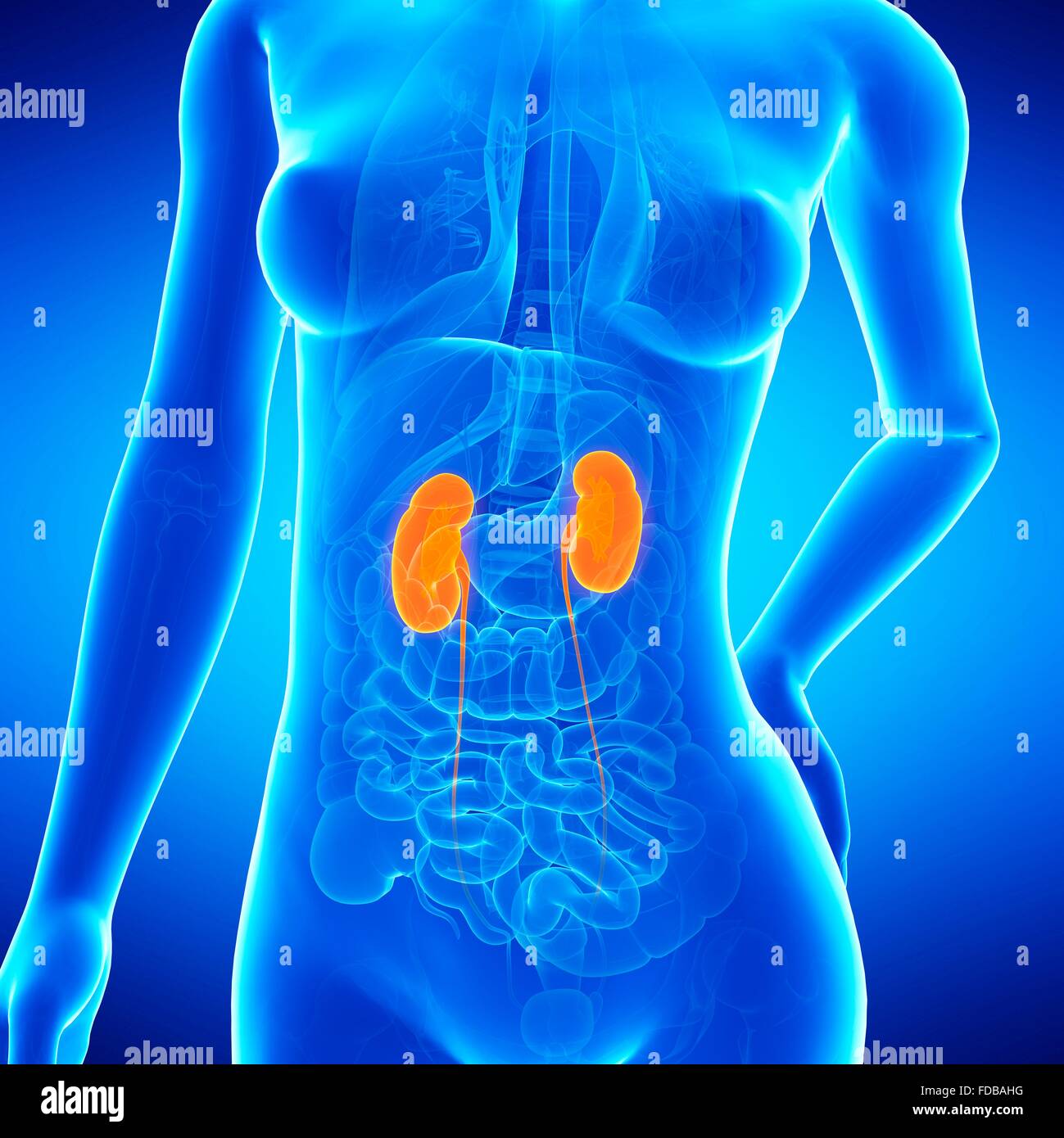 Female kidneys, illustration Stock Photo - Alamy