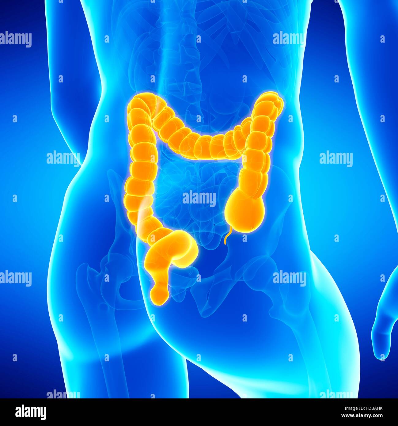 Human colon, illustration Stock Photo - Alamy