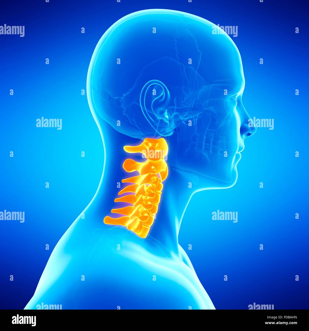 Human cervical spine, illustration Stock Photo - Alamy
