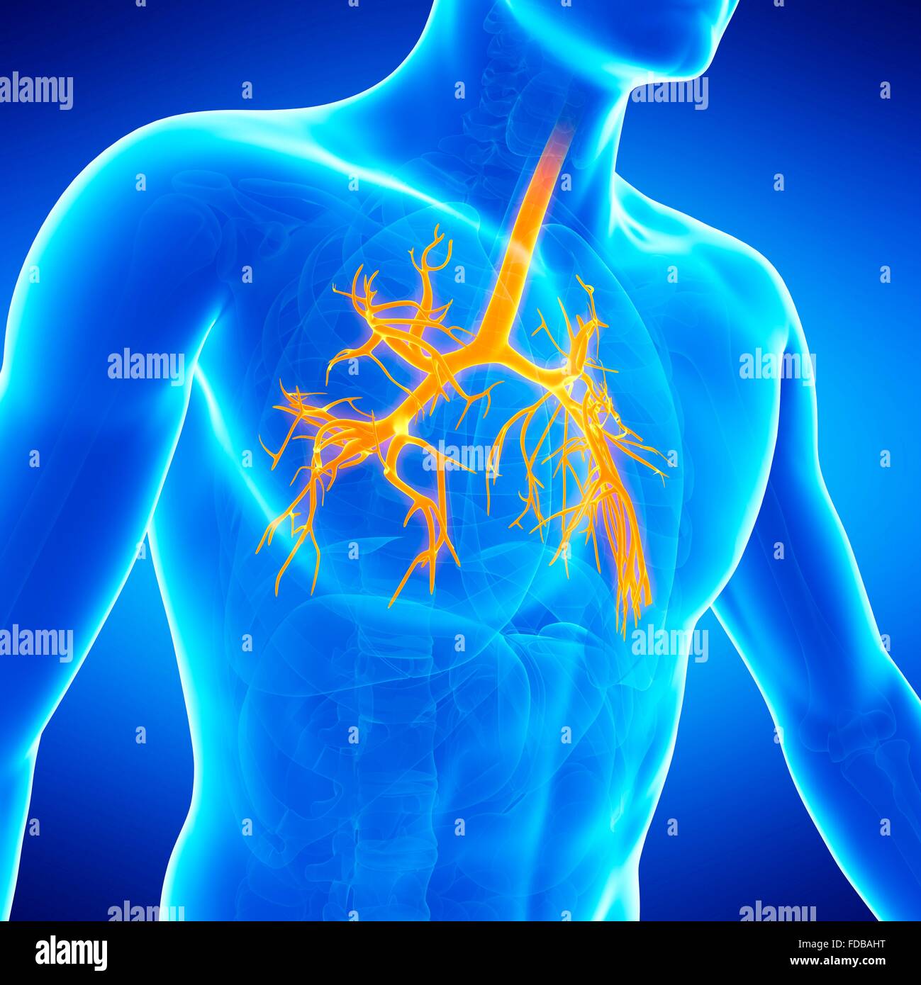 Human bronchi, illustration Stock Photo - Alamy