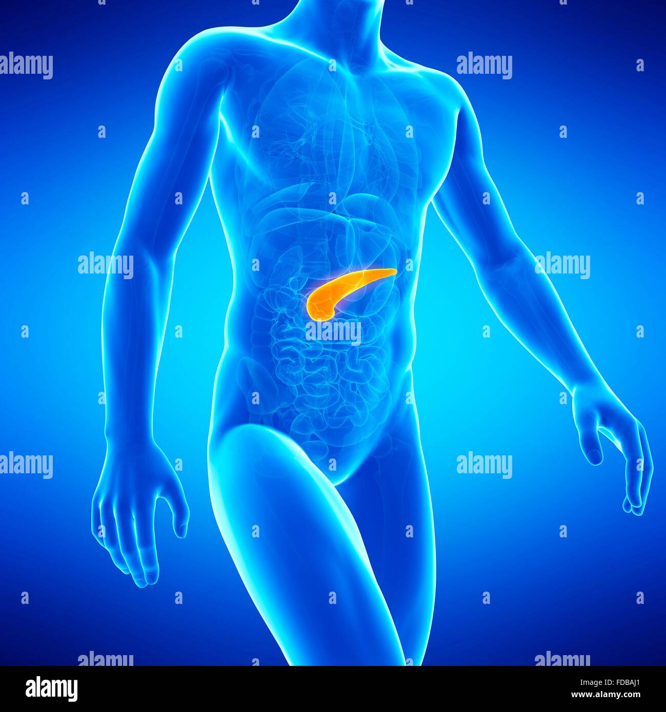 Human pancreas, illustration Stock Photo - Alamy