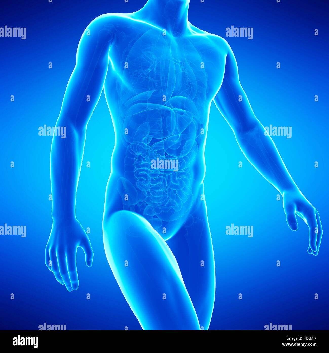 Human anatomy, illustration Stock Photo - Alamy