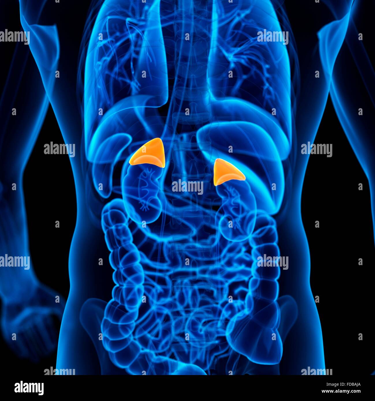 Human Adrenal Glands High Resolution Stock Photography and Images - Alamy