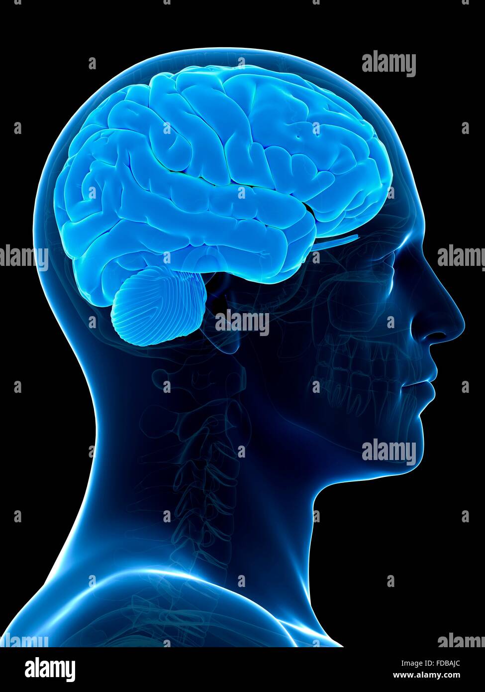Human brain 3d anatomical hi-res stock photography and images - Alamy