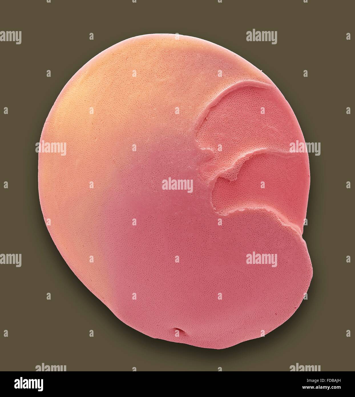 Foraminifera microfossils hi-res stock photography and images - Alamy