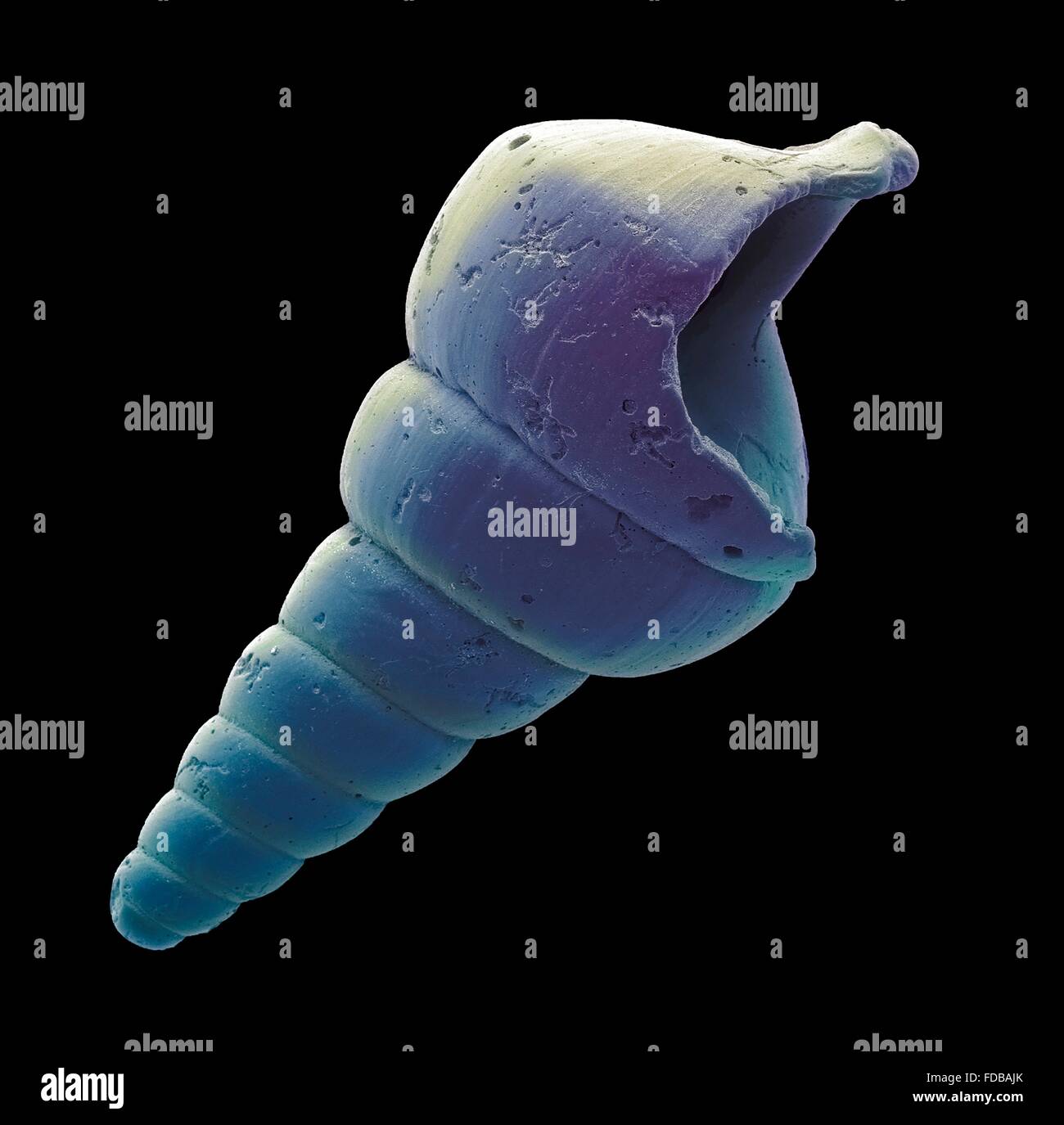 Gastropod fossil hi-res stock photography and images - Alamy