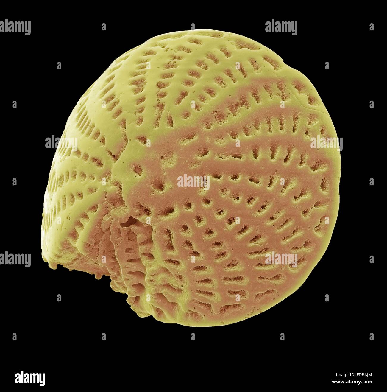 Foraminiferan. Coloured scanning electron micrograph (SEM) of a ...