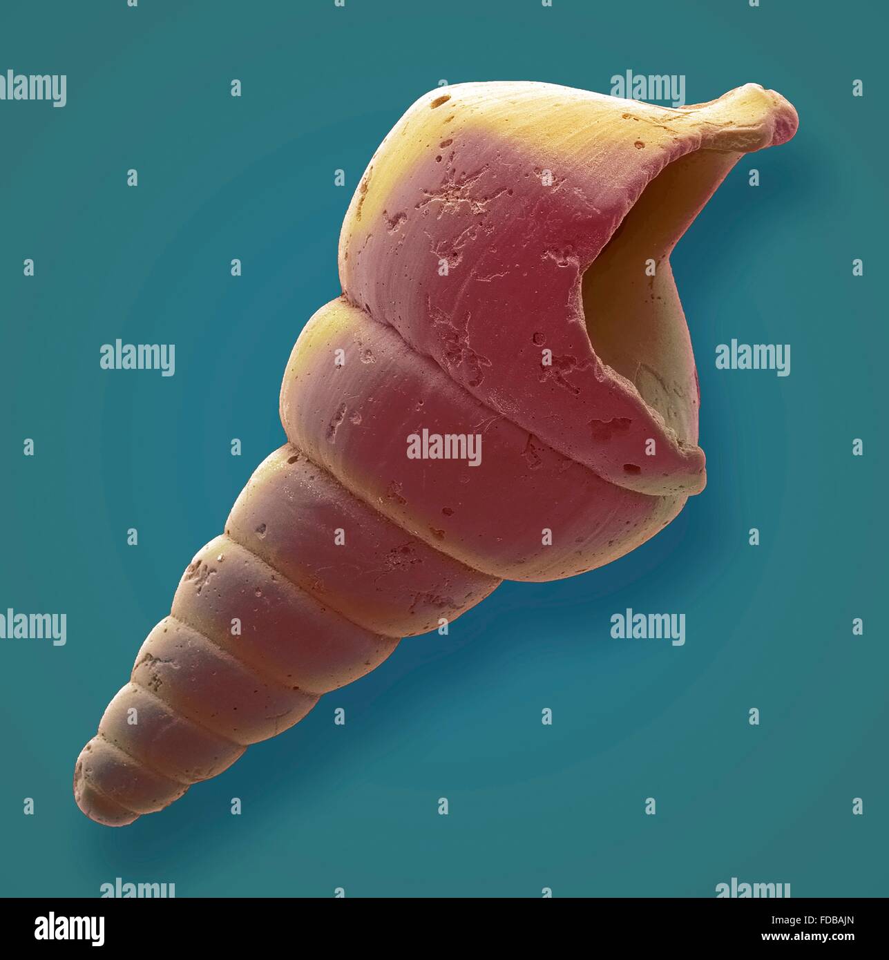 Foraminifera microfossils hi-res stock photography and images - Alamy