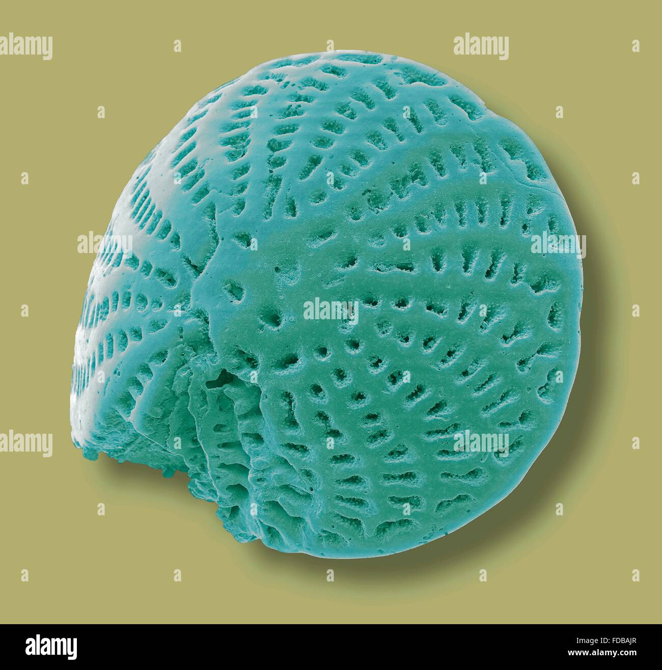 Scanning electron microscope fossil hi-res stock photography and images - Alamy