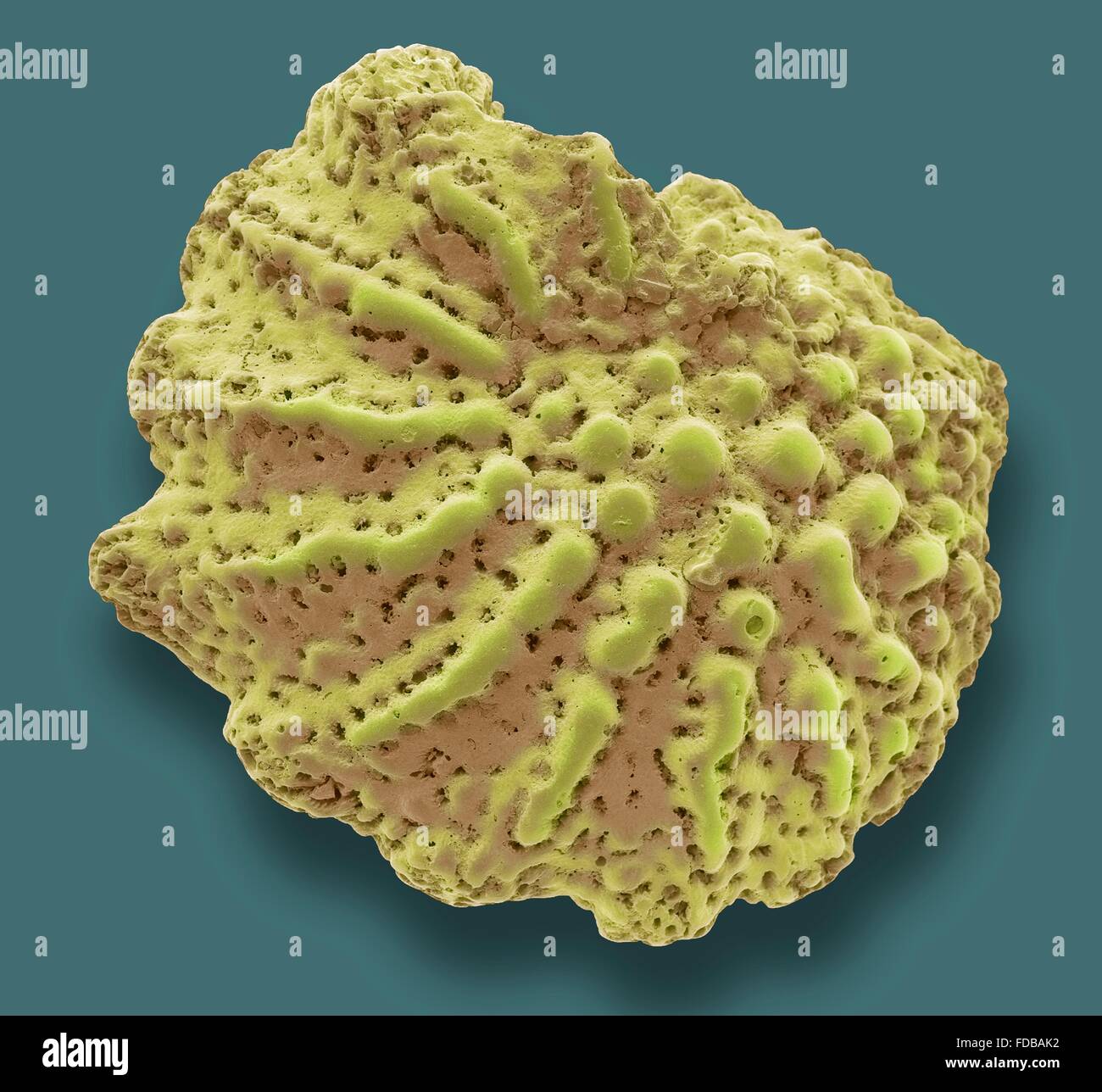 Foraminifera Sand High Resolution Stock Photography and Images - Alamy