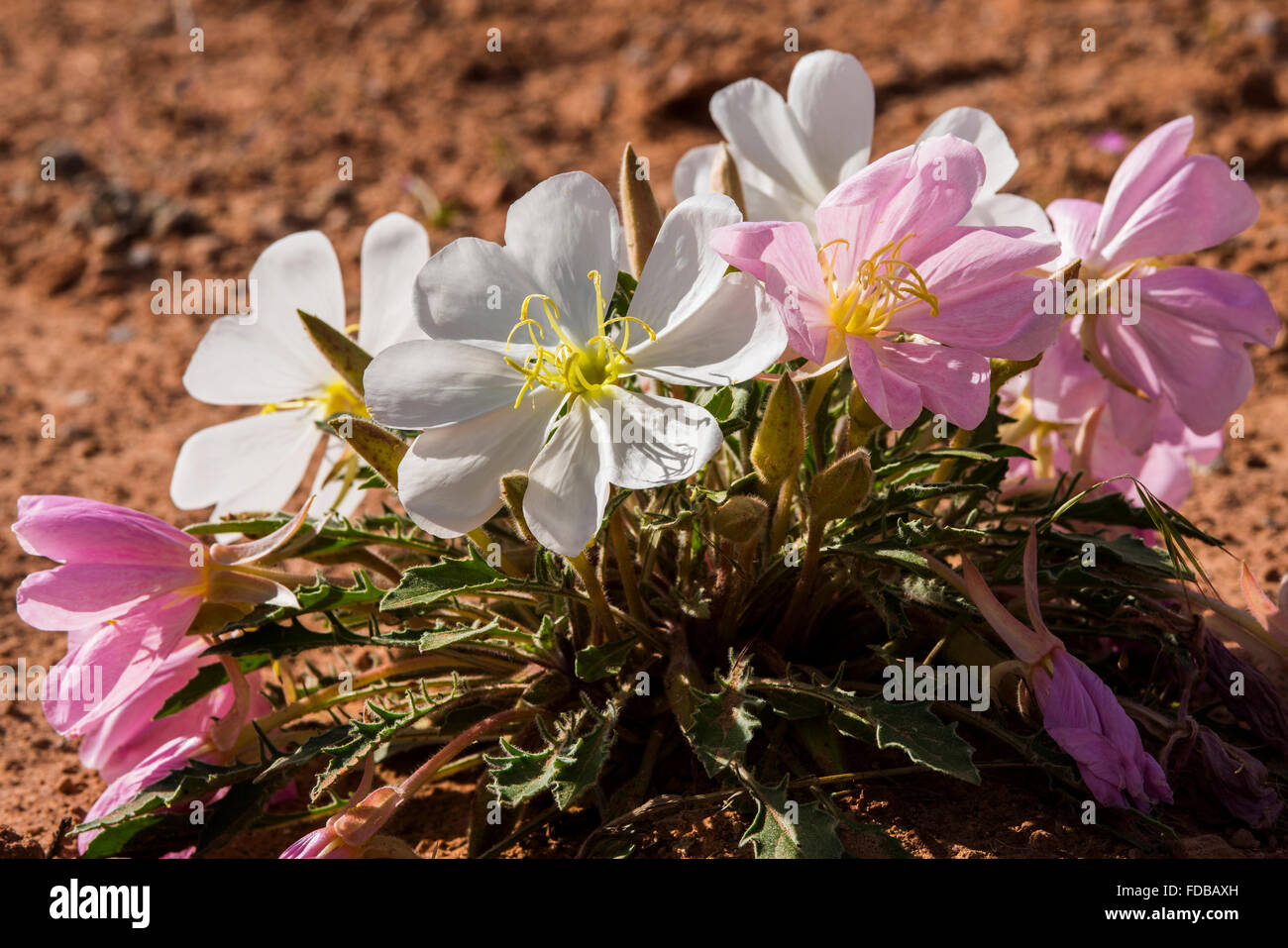 Dwarf Evening Primrose (Oenothera caespitosa), Arches National Park ...