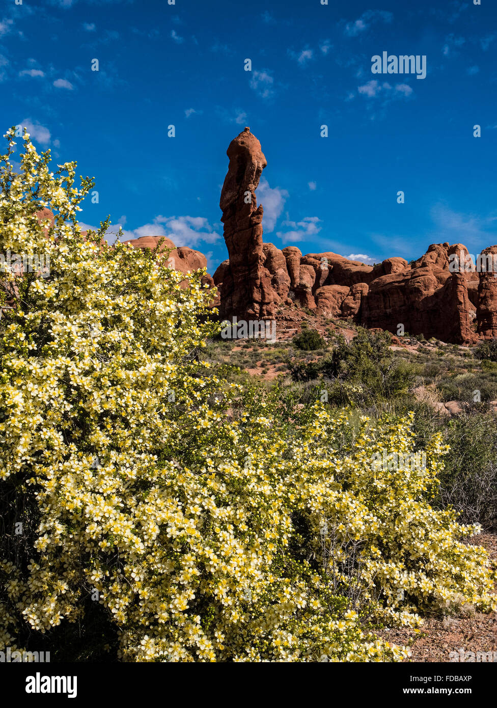 Cliffrose hi-res stock photography and images - Alamy