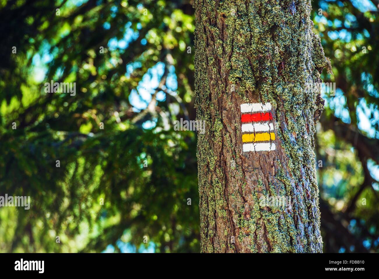 Painted Trail Tree Sign. On the Forest Trail Stock Photo - Alamy