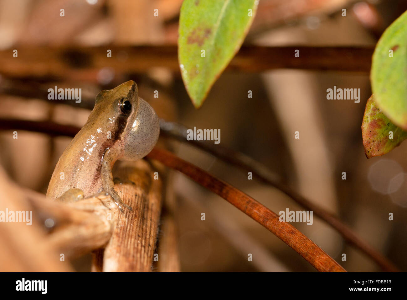 Calling male little grass frog - Pseudacris ocularis Stock Photo - Alamy