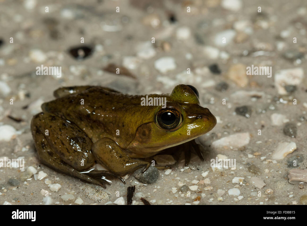 A small pig frog crossing a road in Everglades National Park - Rana ...