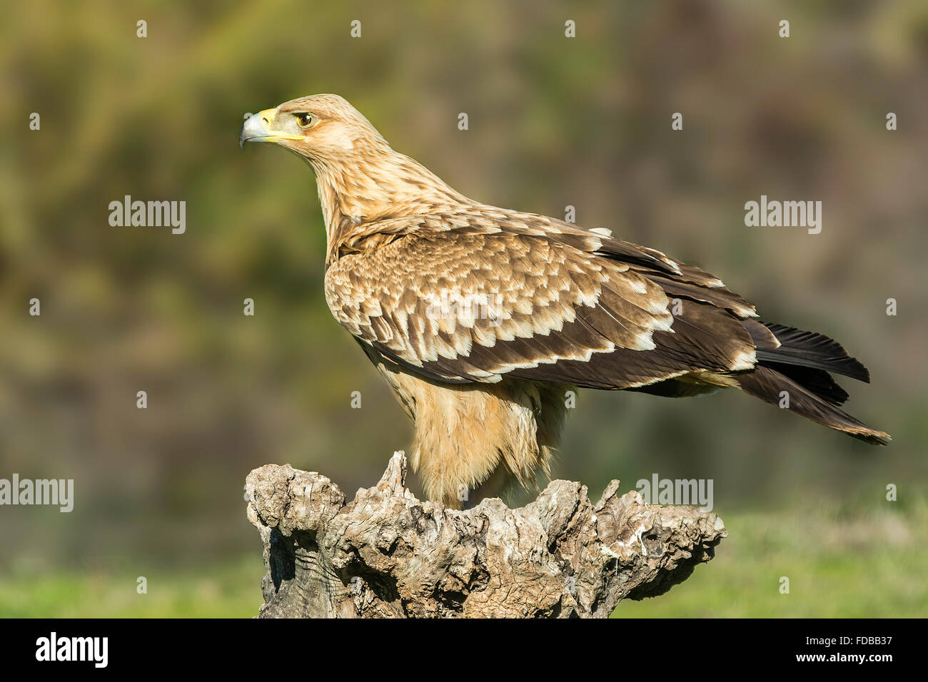 Spanish imperial eagle hi-res stock photography and images - Alamy