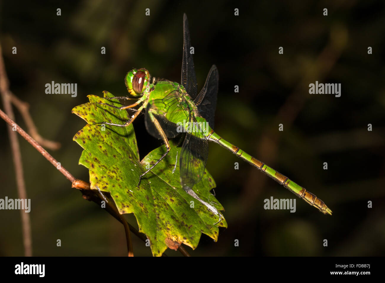 Bright green dragonfly Stock Photo - Alamy
