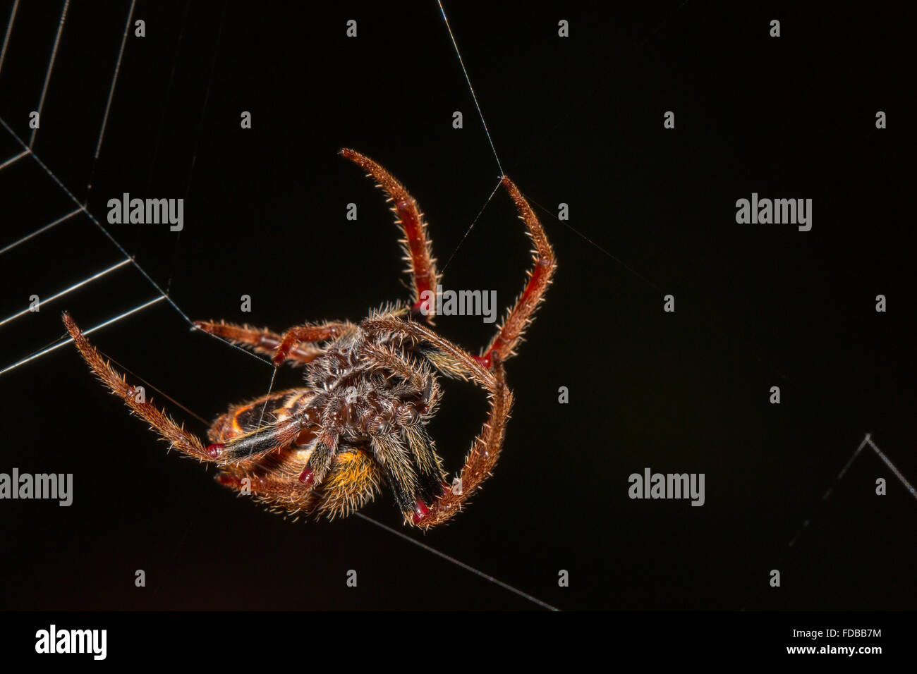 Red orb weaving spider Stock Photo - Alamy