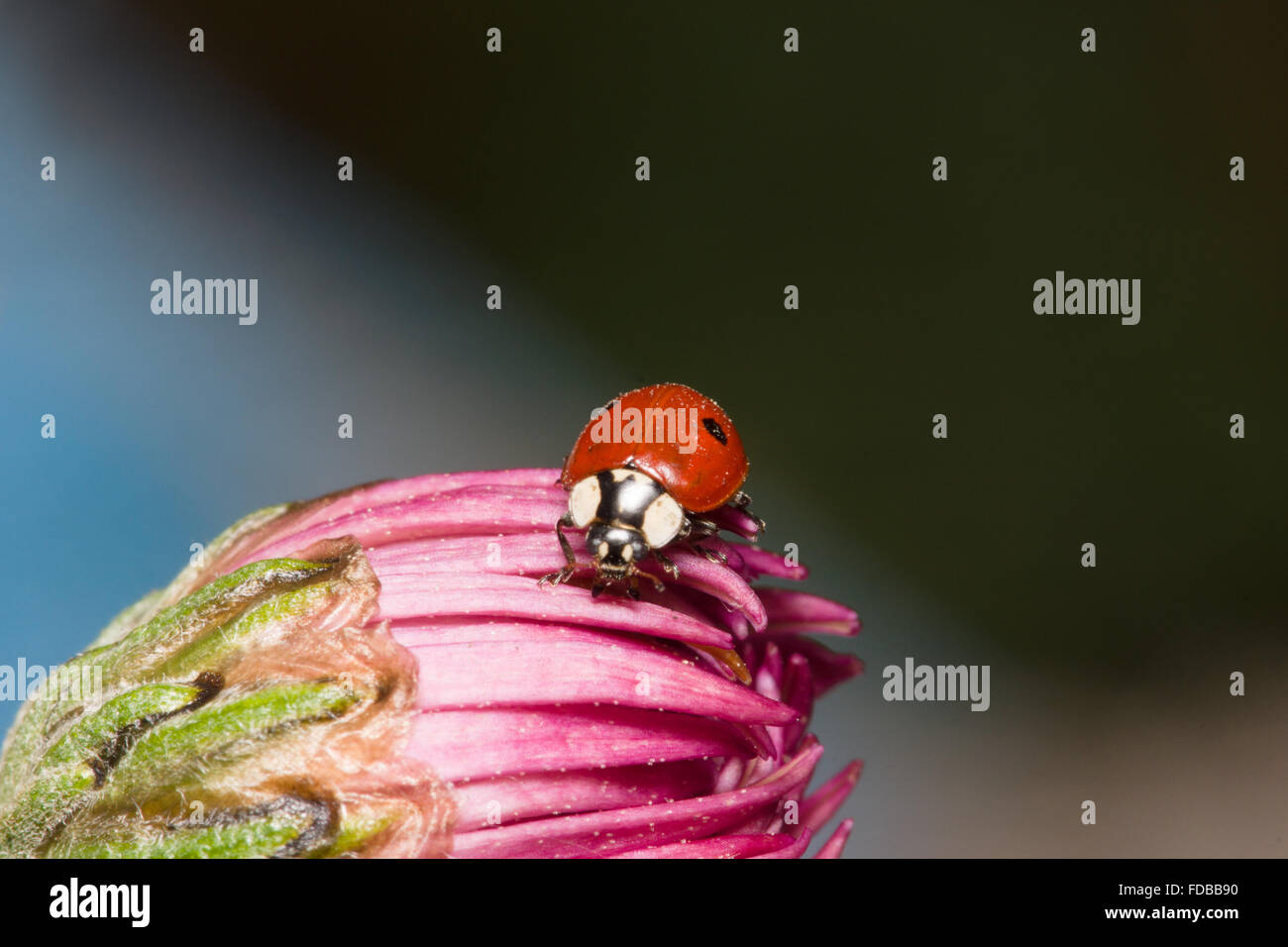Ladybug side view hi-res stock photography and images - Alamy