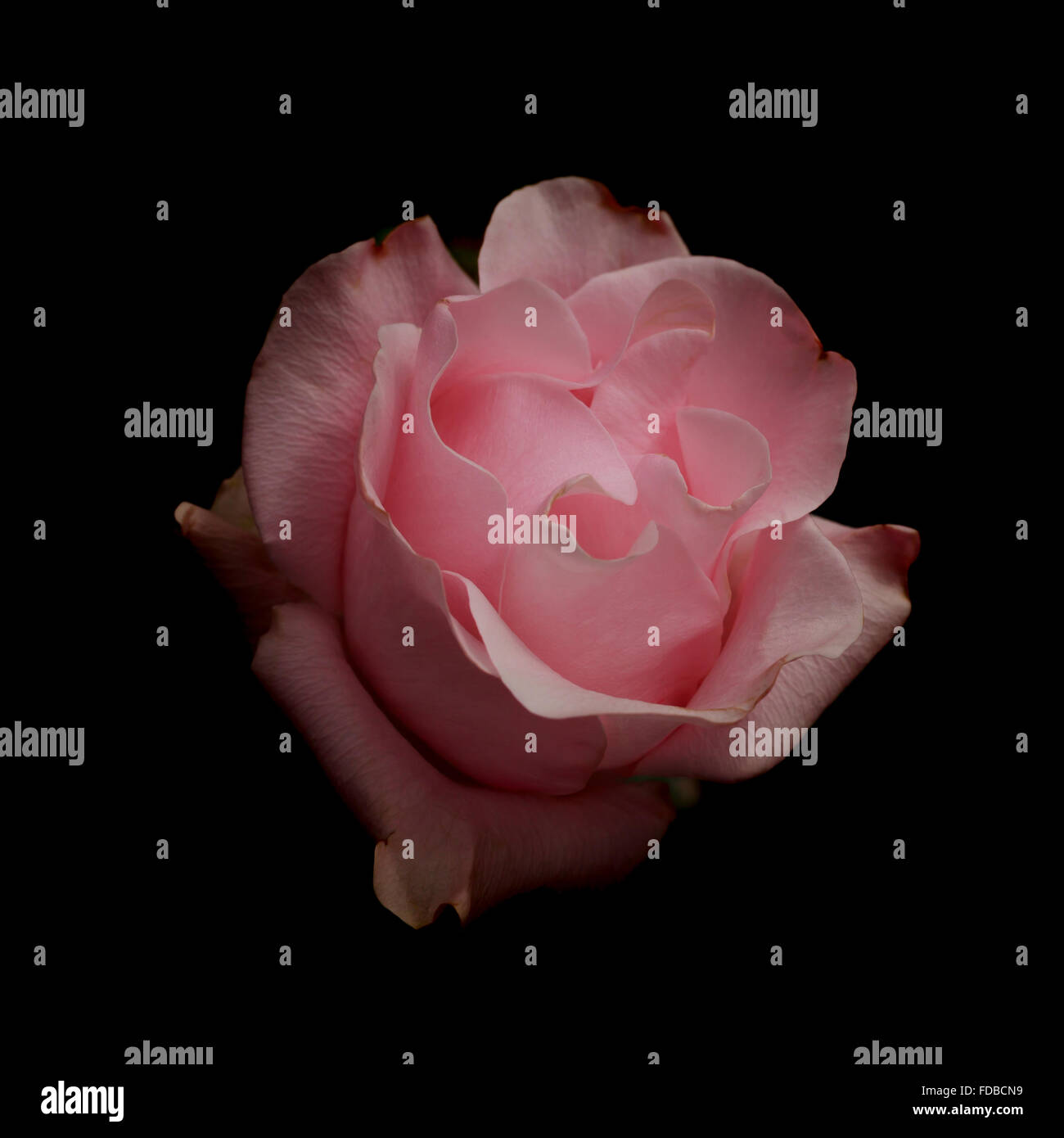 Pink rose isolated on black background Stock Photo - Alamy