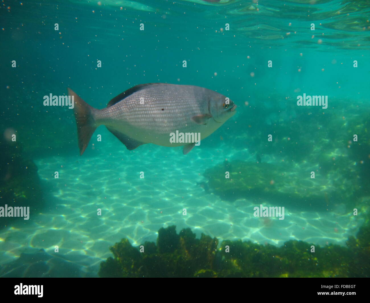 Florida reef fish hi-res stock photography and images - Alamy