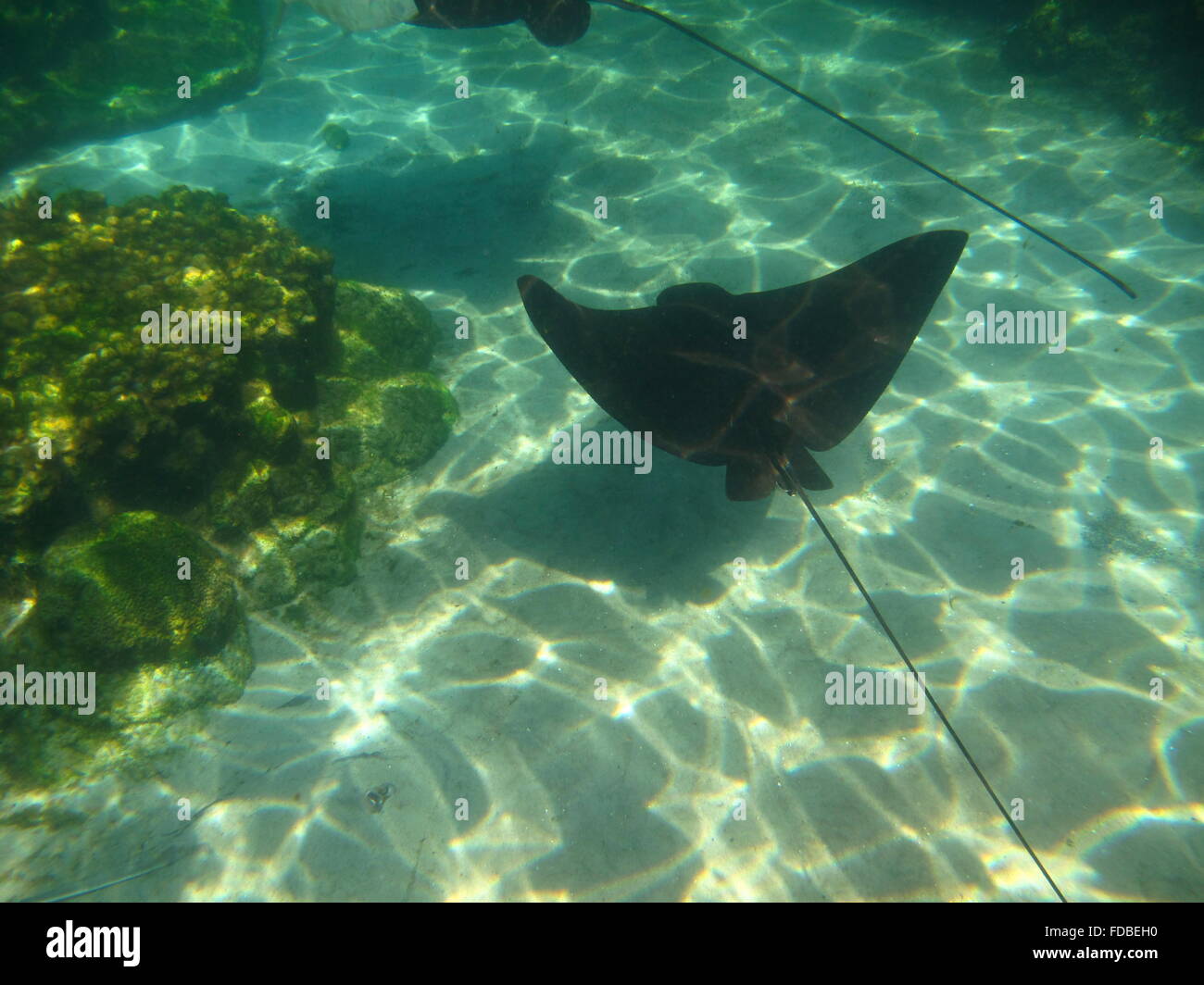 Florida reef fish hi-res stock photography and images - Alamy