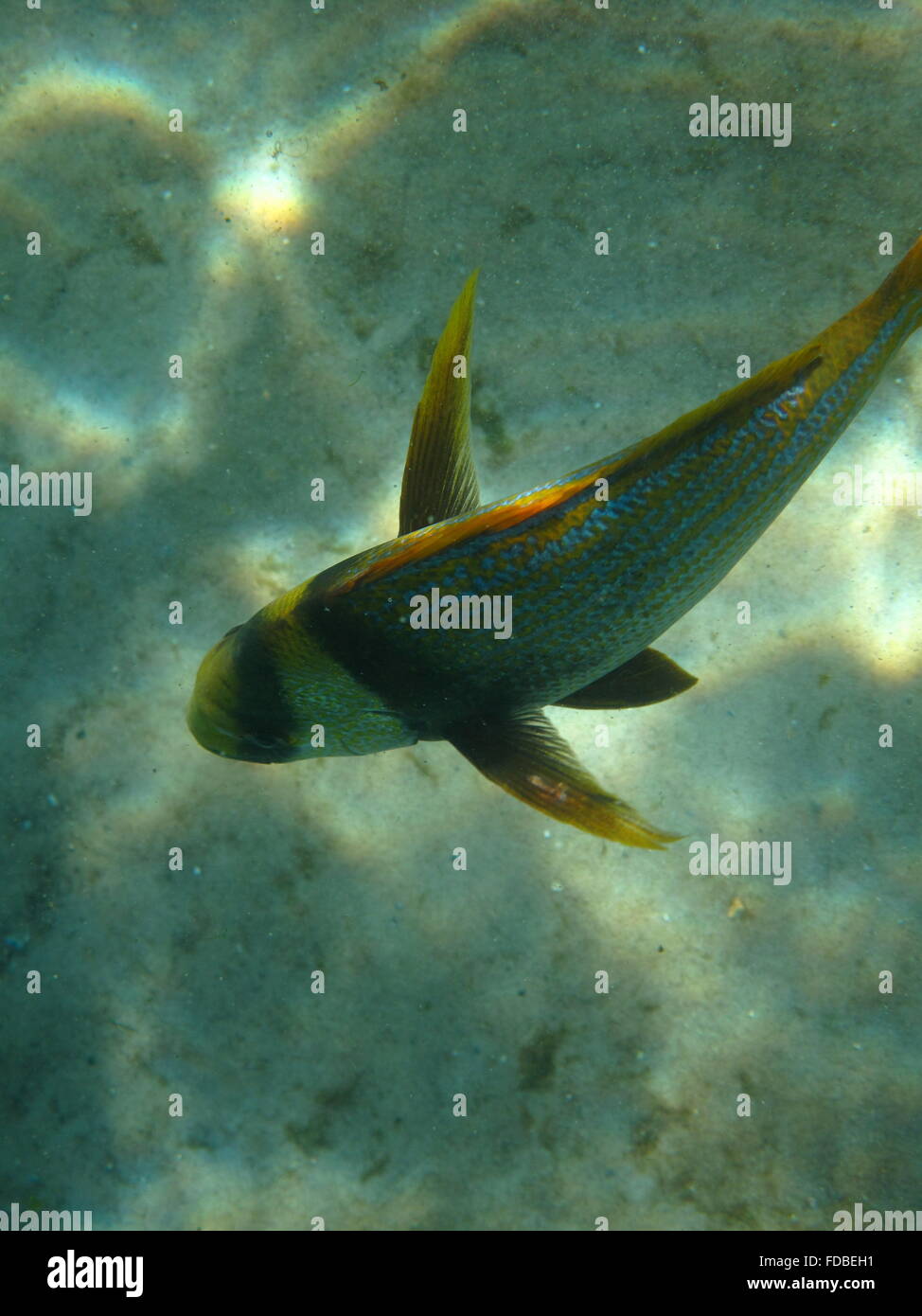 Florida reef fish hi-res stock photography and images - Alamy