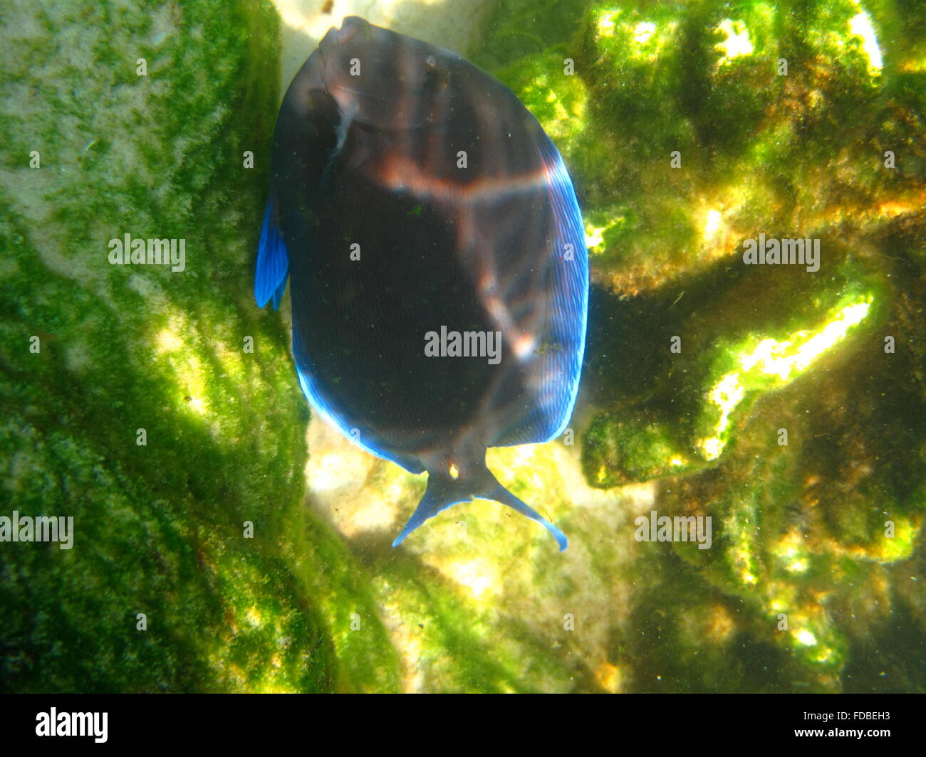 Florida reef fish hi-res stock photography and images - Alamy
