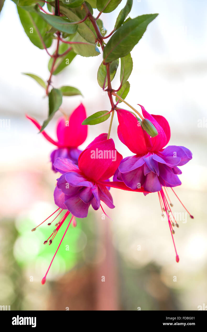 Fuchsia flower background Stock Photo - Alamy