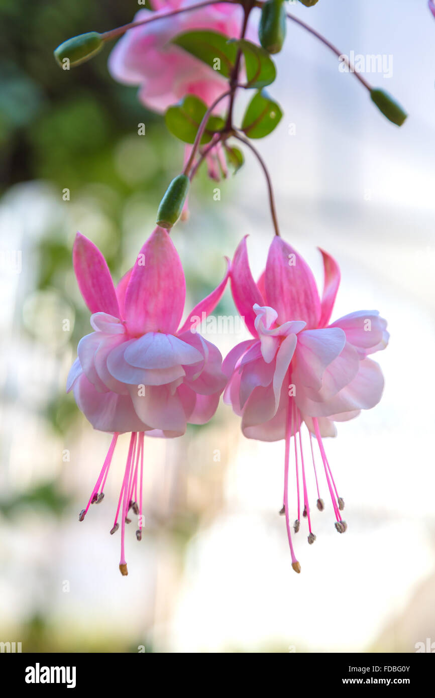 Fuchsia flower hi-res stock photography and images - Alamy