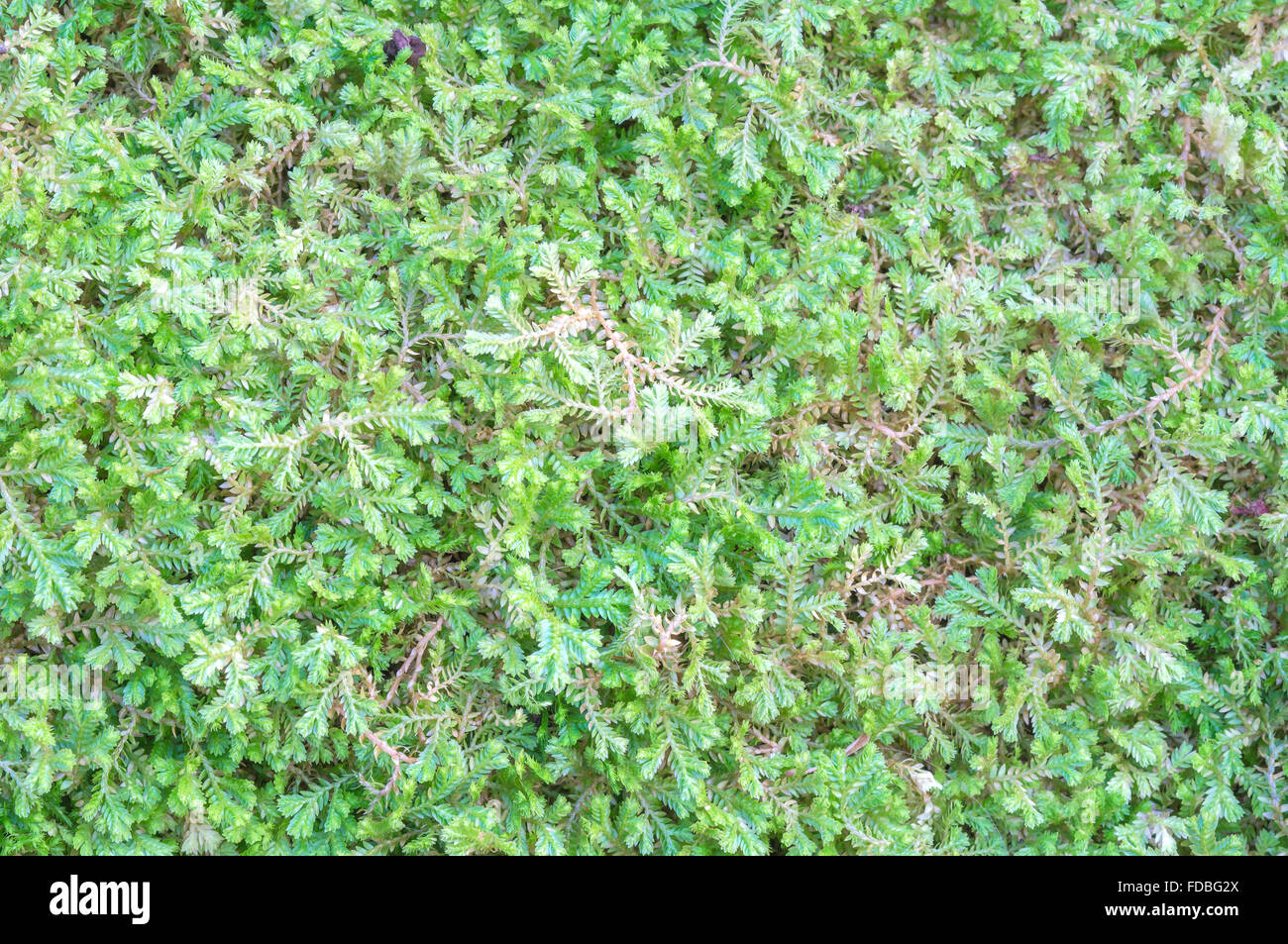 Bush seamless texture background hi-res stock photography and images ...