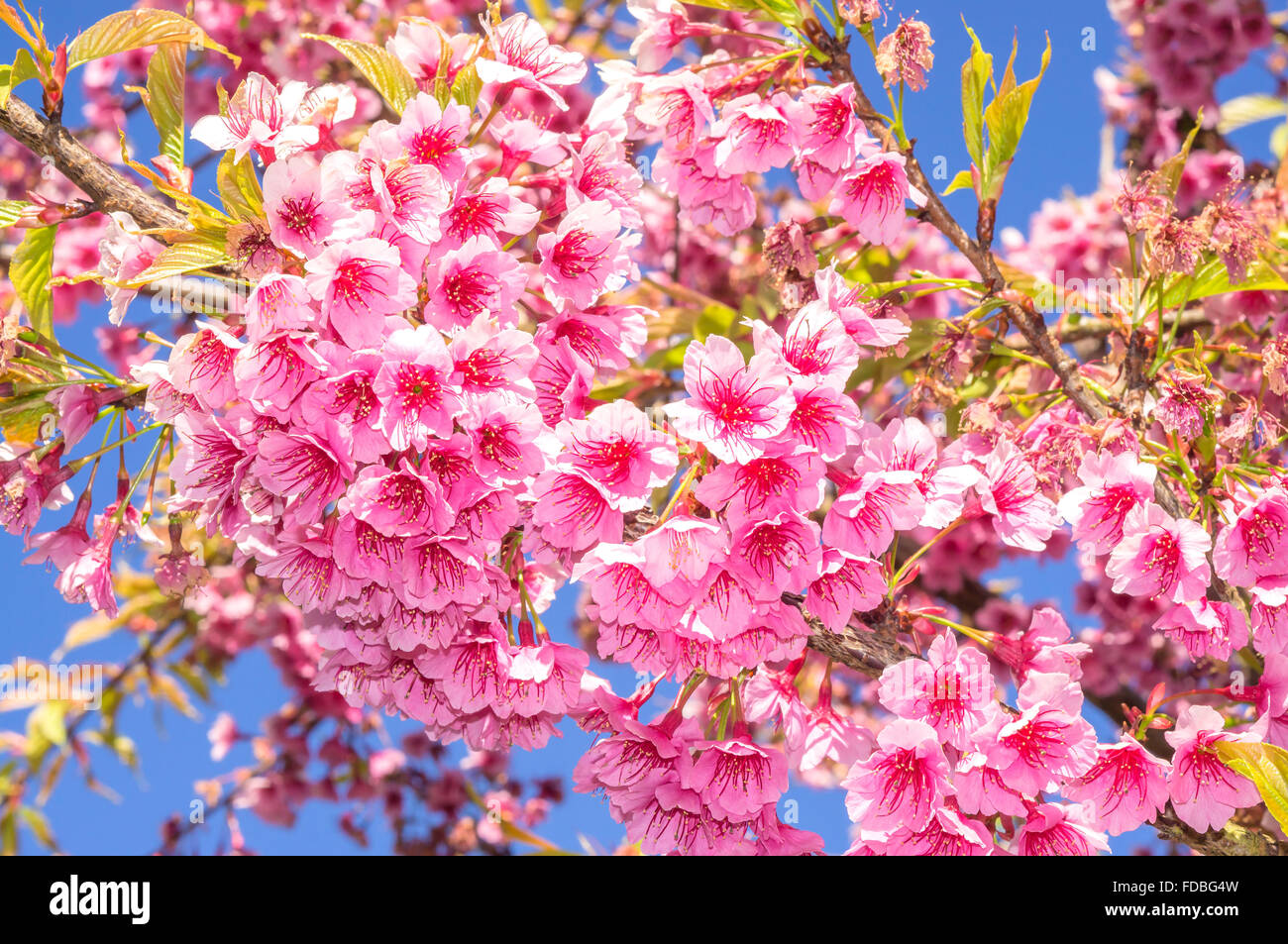 Pink Sakura flower blooming Stock Photo - Alamy