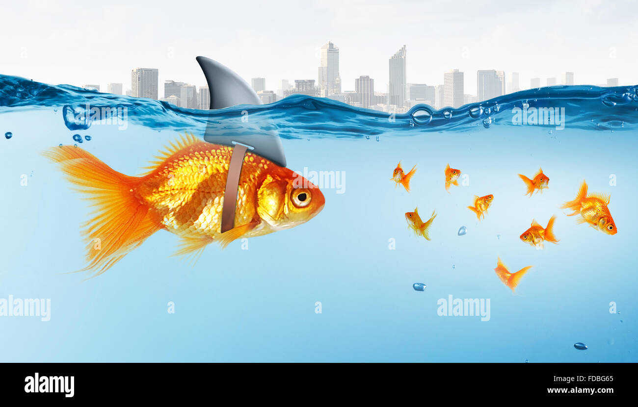 Little goldfish in water wearing shark fin to scare predators Stock ...