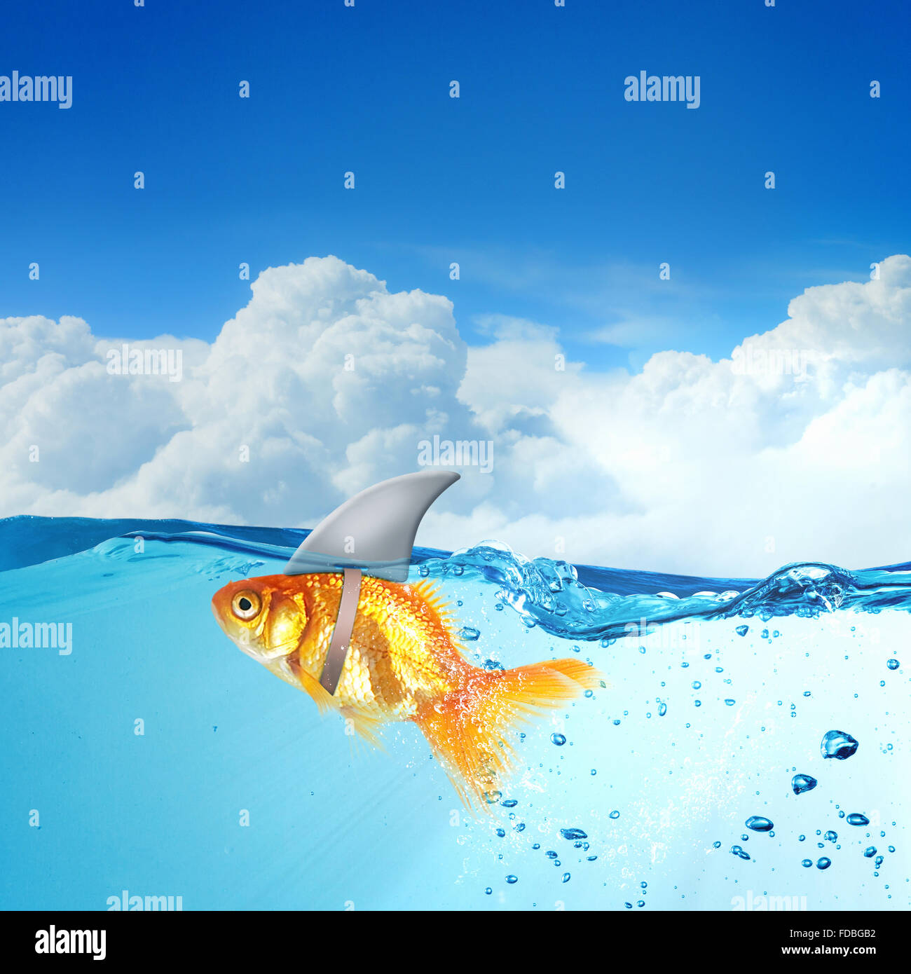 Little goldfish in water wearing shark fin to scare predators Stock ...