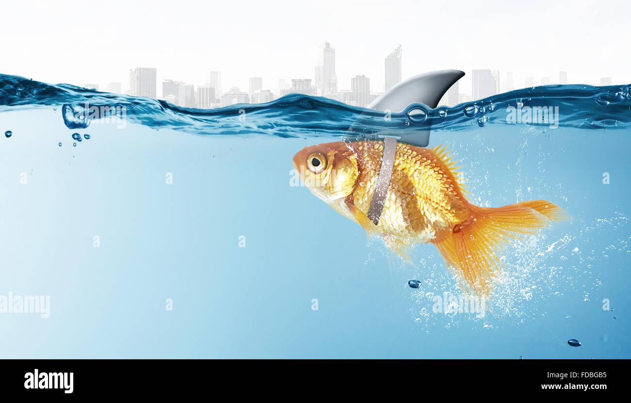 Little goldfish in water wearing shark fin to scare predators Stock ...