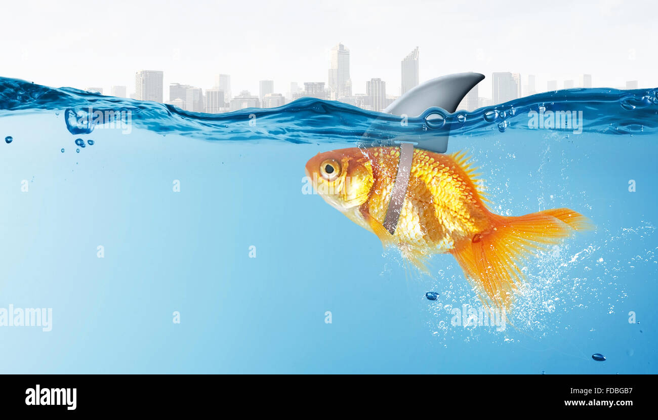 Little goldfish in water wearing shark fin to scare predators Stock ...