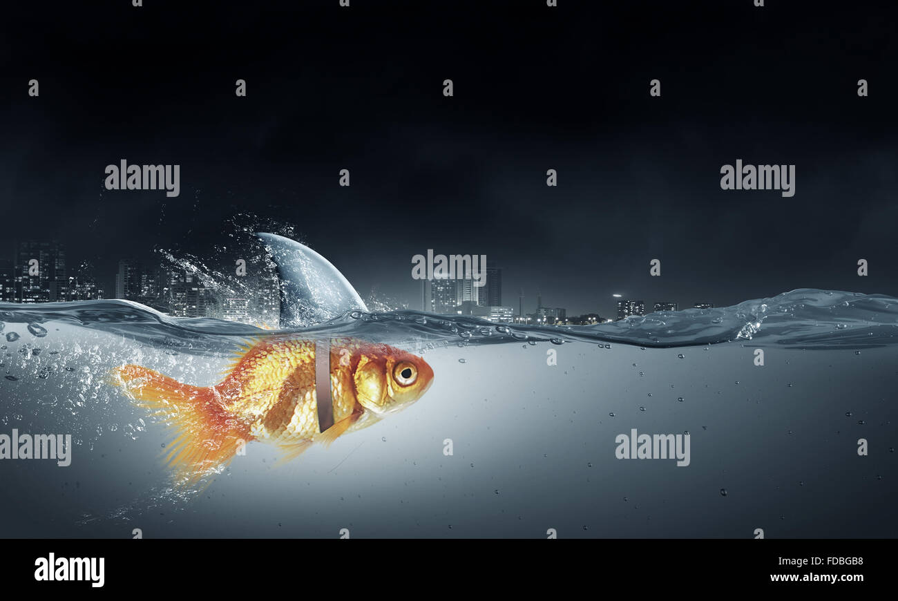 Little goldfish in water wearing shark fin to scare predators Stock ...