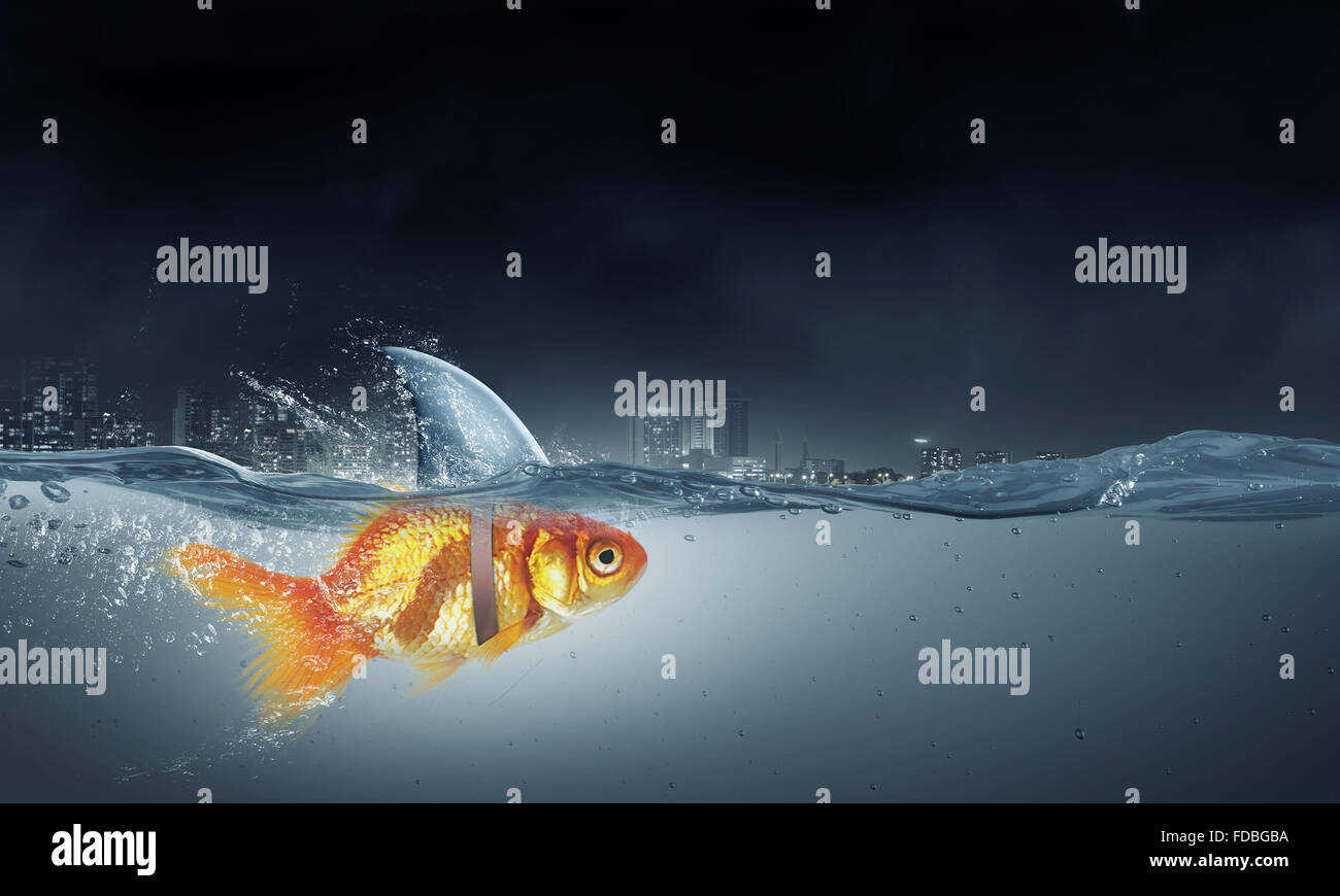 Little goldfish in water wearing shark fin to scare predators Stock ...