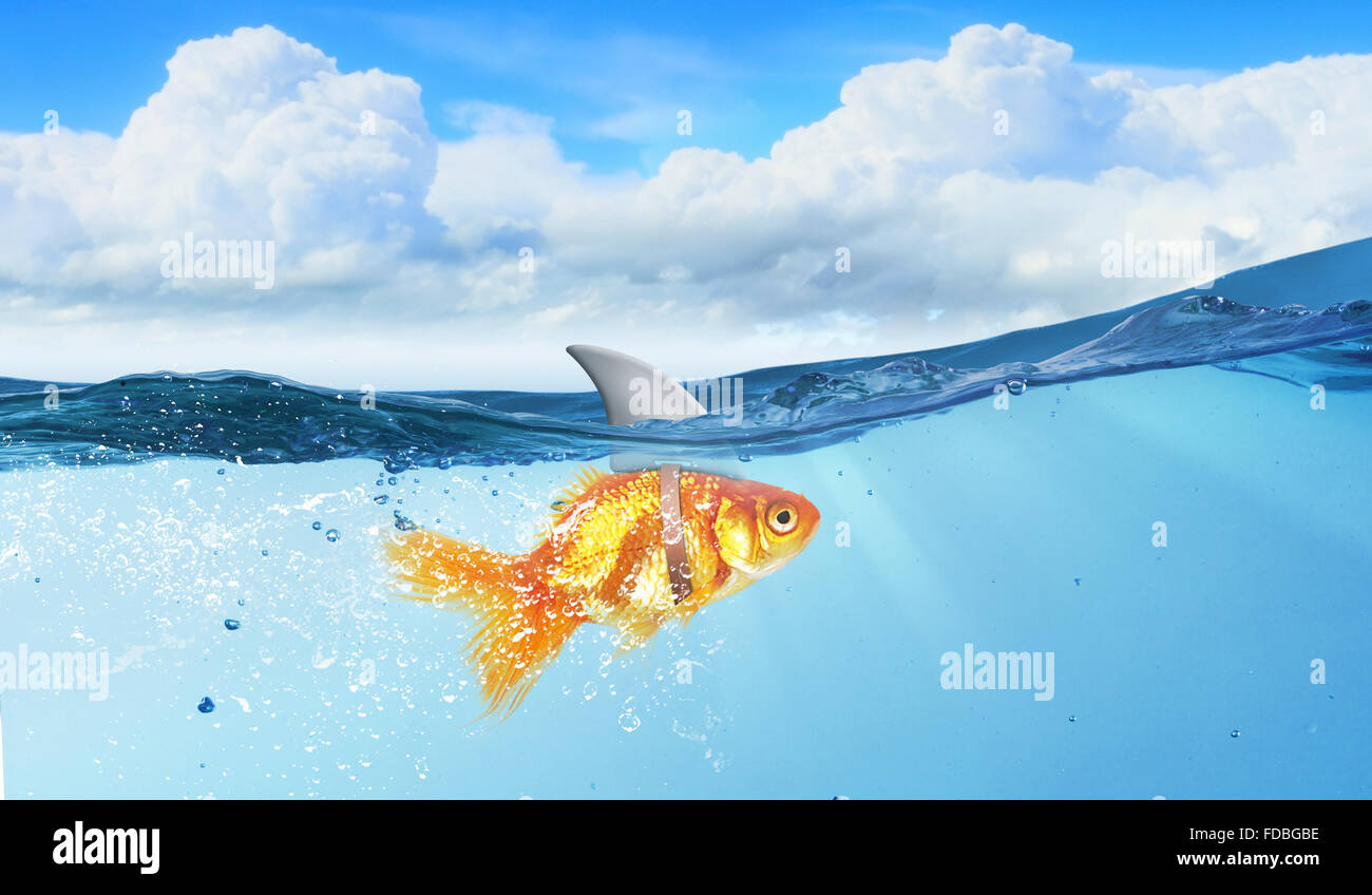 Little goldfish in water wearing shark fin to scare predators Stock ...