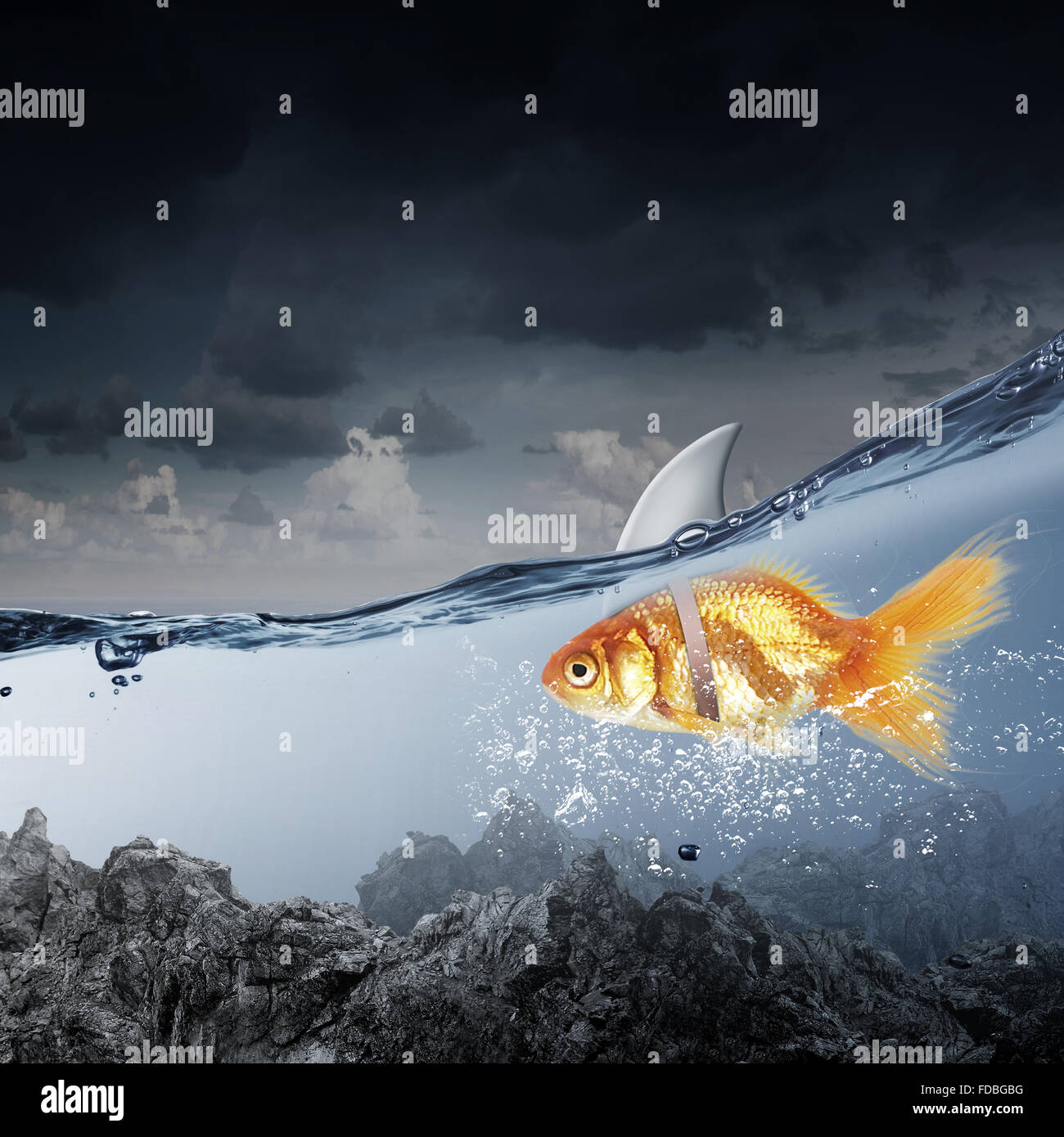 Shark and goldfish hi-res stock photography and images - Alamy