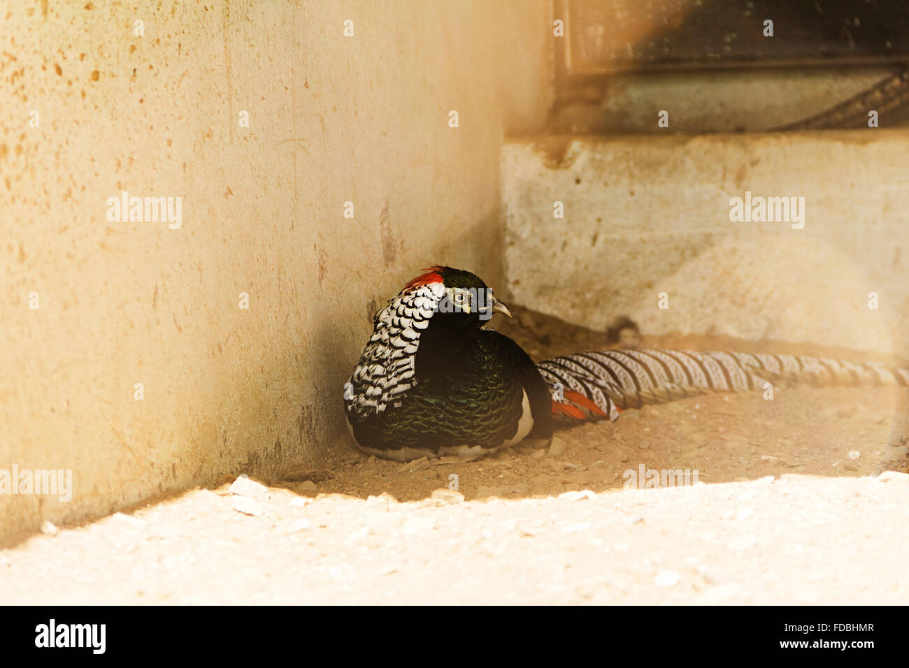 Adult animal animals hi-res stock photography and images - Alamy