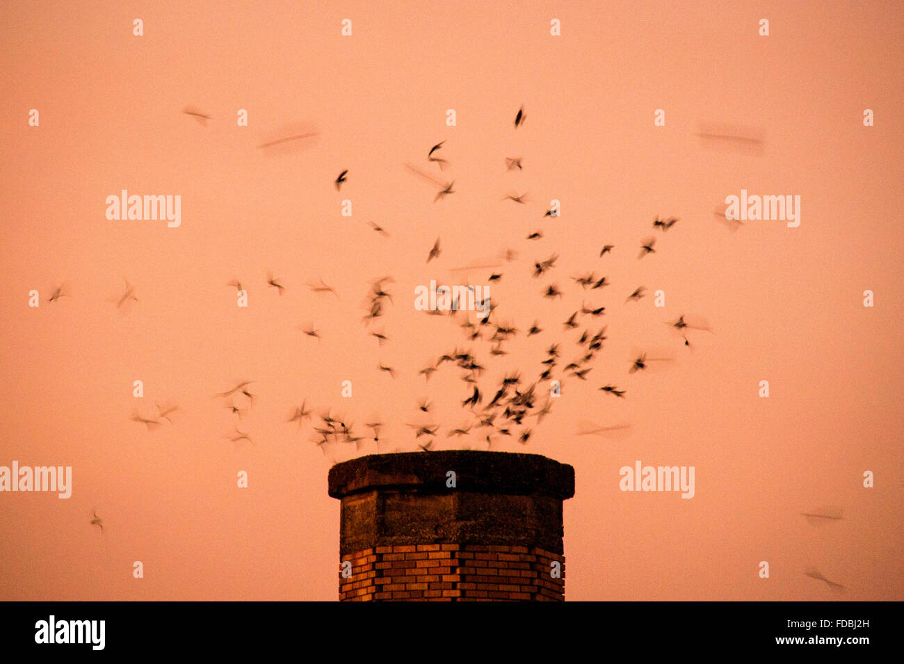 Chimney Swift Nest High Resolution Stock Photography and Images - Alamy