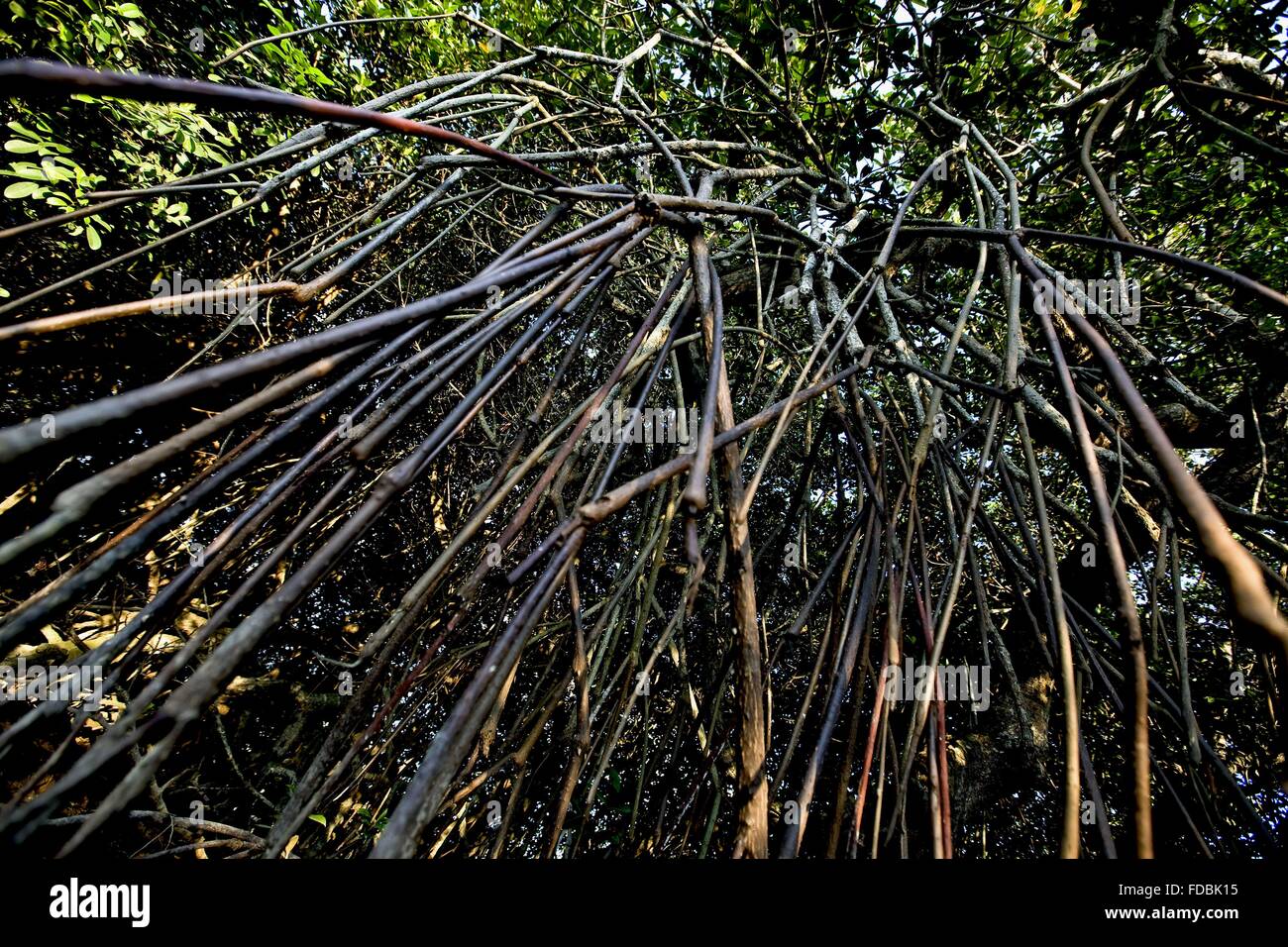 Mangrove forest china hi-res stock photography and images - Alamy