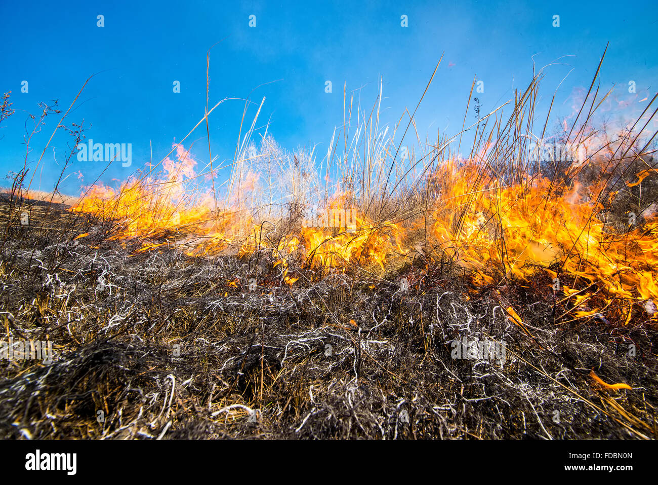 Wild grass on fire Stock Photo - Alamy